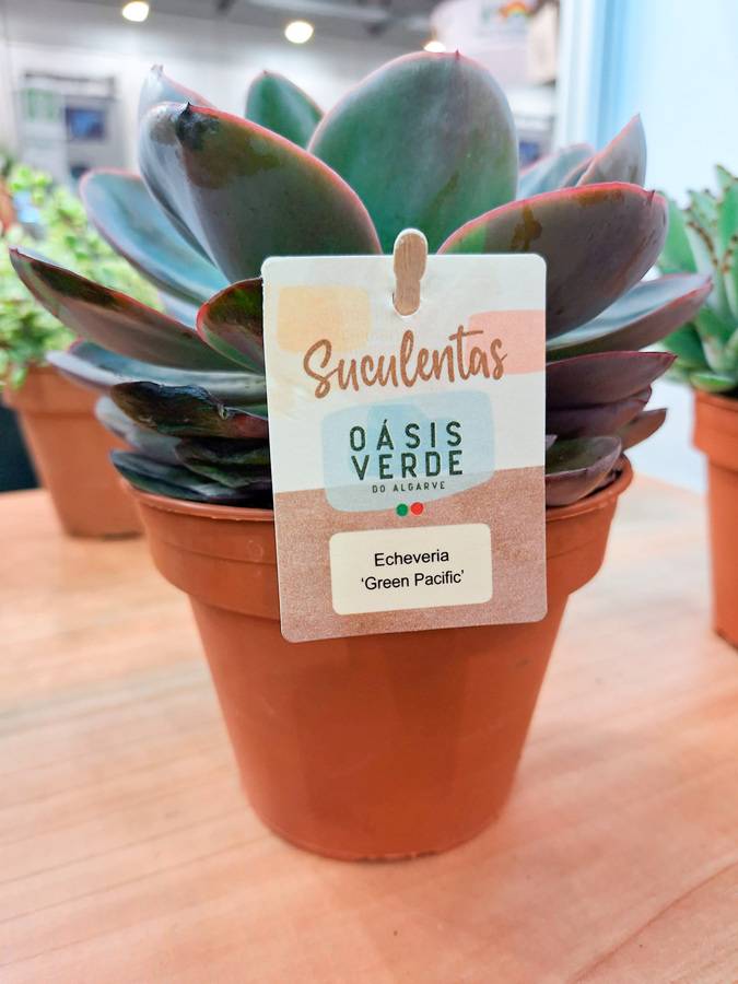 Viveiros Monterosa (etiquetas para suculentas) - Floramedia